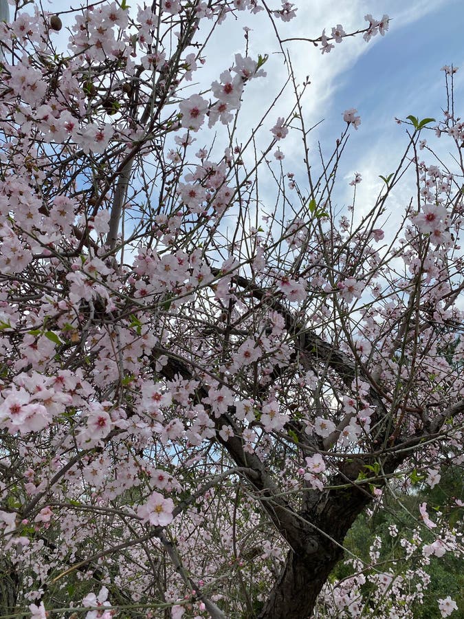 Blooming Fruit Tree. Pink Flowers on the Stem Stock Photo - Image of ...