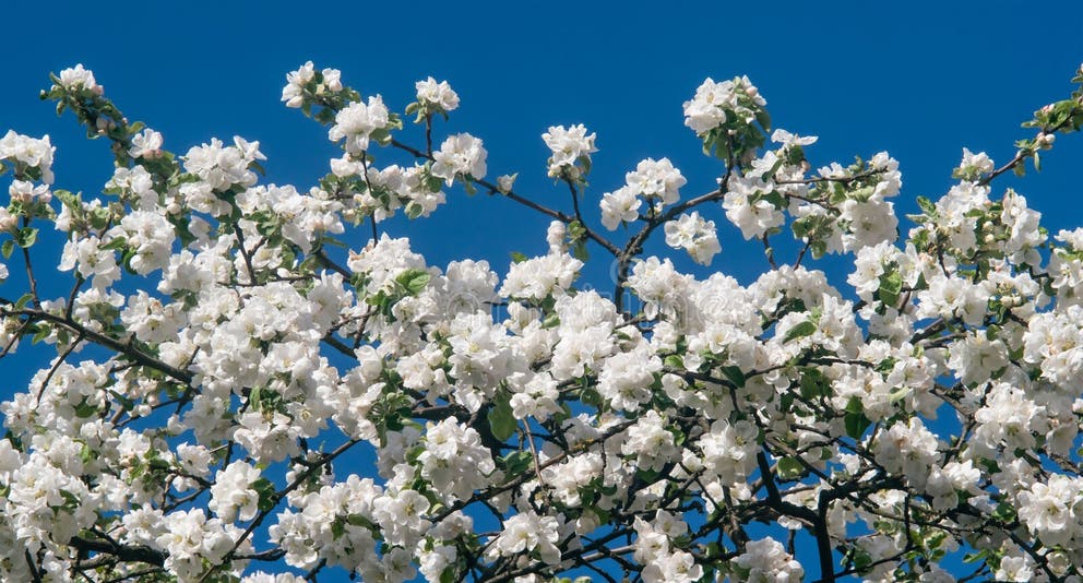 Blooming Fruit Tree in Spring Stock Image - Image of tree, outdoor ...