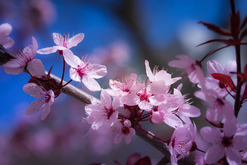 Blooming fruit trees stock photo. Image of pink, spring - 179841480