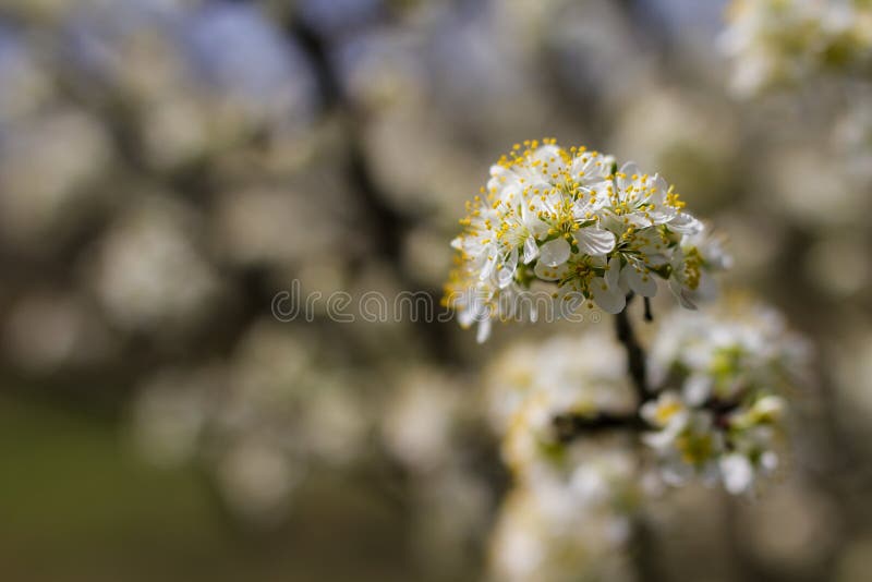 Blooming Fruit Trees in Spring Garden Stock Photo - Image of landscape ...