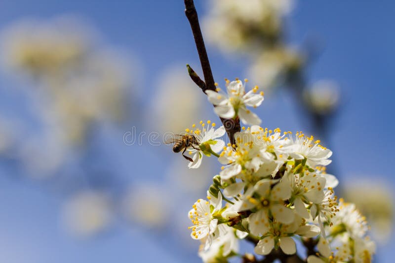 Blooming Fruit Trees in Spring Garden Stock Image - Image of harvest ...