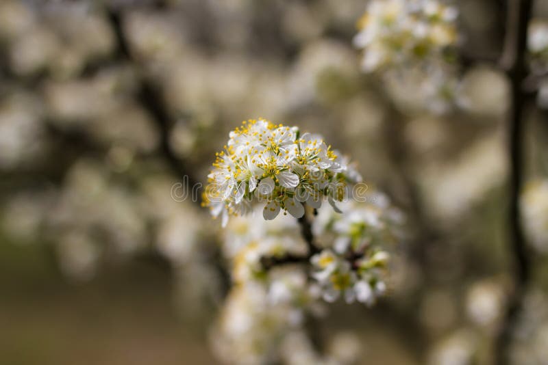 Blooming Fruit Trees in Spring Garden Stock Photo - Image of farm ...