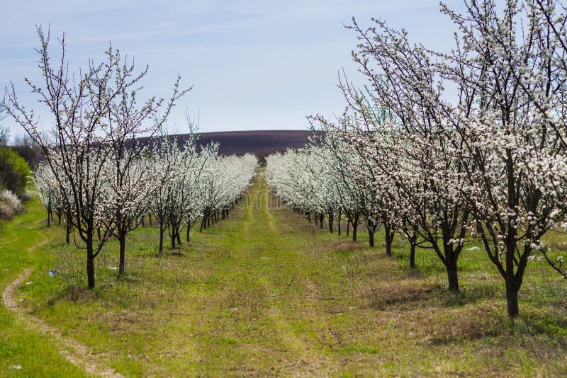 Blooming Fruit Trees in Spring Garden Stock Image - Image of fruit ...