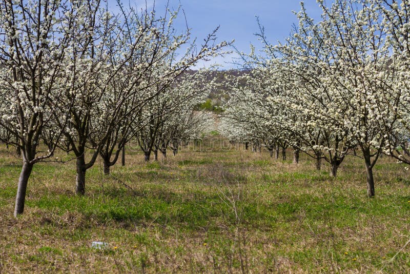 Blooming Fruit Trees in Spring Garden Stock Image - Image of orchard ...
