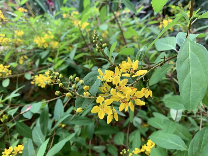 Blooming Galphimia glauca stock image. Image of shrub - 252277431