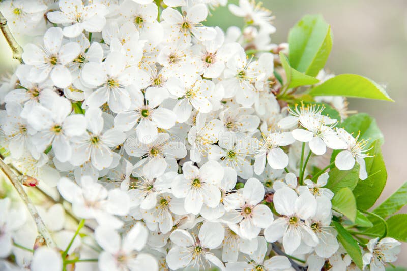 Blooming Garden. Branches of Cherry Blossoms in the Spring Garden Stock ...