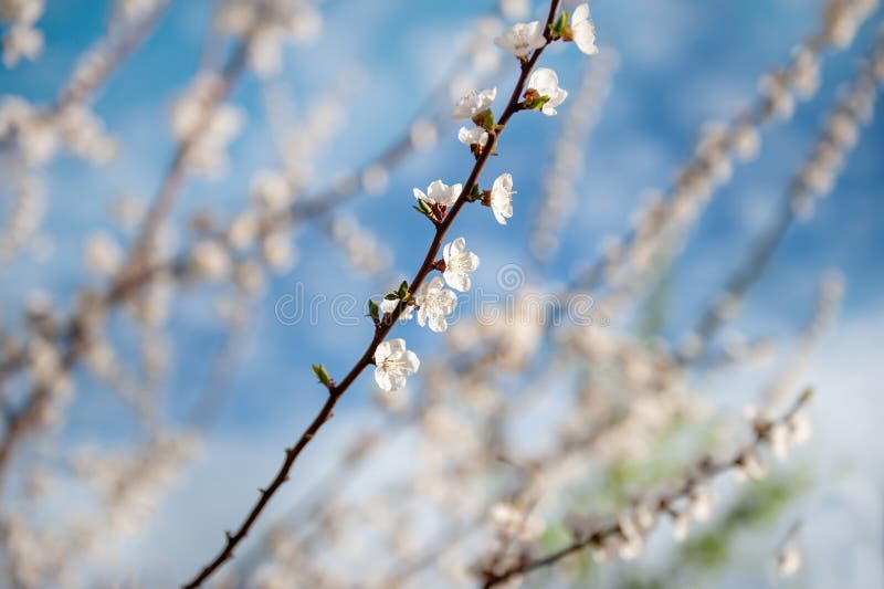 Blooming Garden. Branches of Cherry Blossoms in the Spring Garden Stock ...