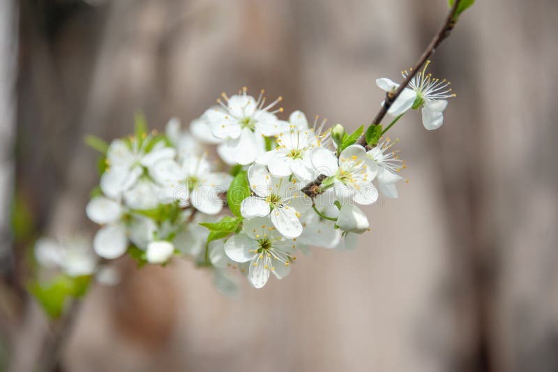 Blooming Garden. Branches of Cherry Blossoms in the Spring Garden Stock ...