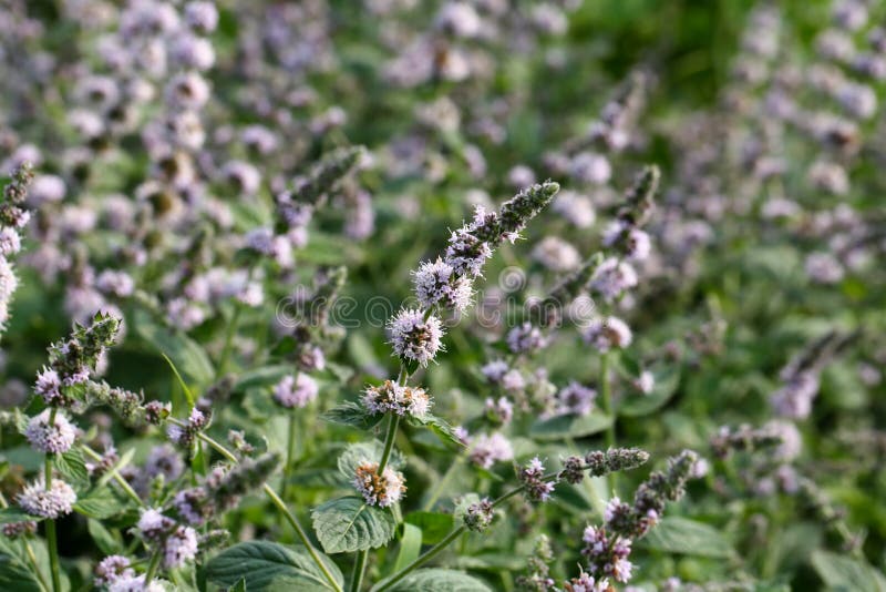 Mint flowers stock image. Image of blossom, blooming - 155155179