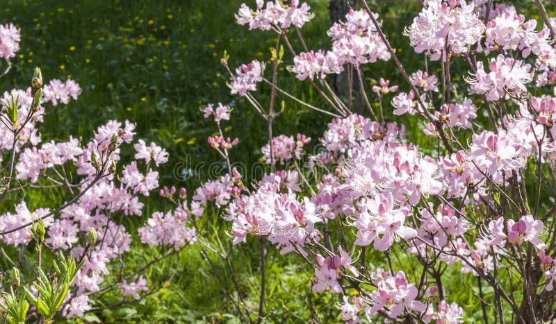Blooming Garden Shrub Cherry Stock Photo - Image of sakura, oriental ...