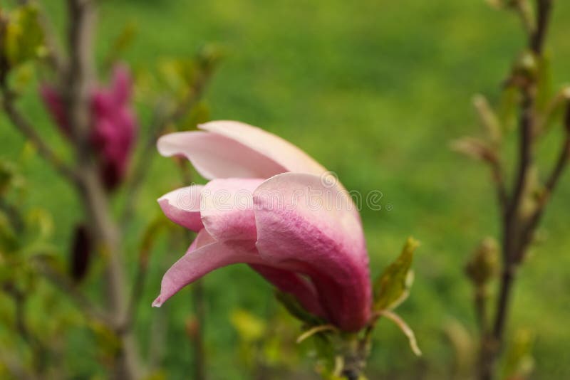 Blooming Gardens in Spring Blooming Spring Flower Stock Photo - Image ...