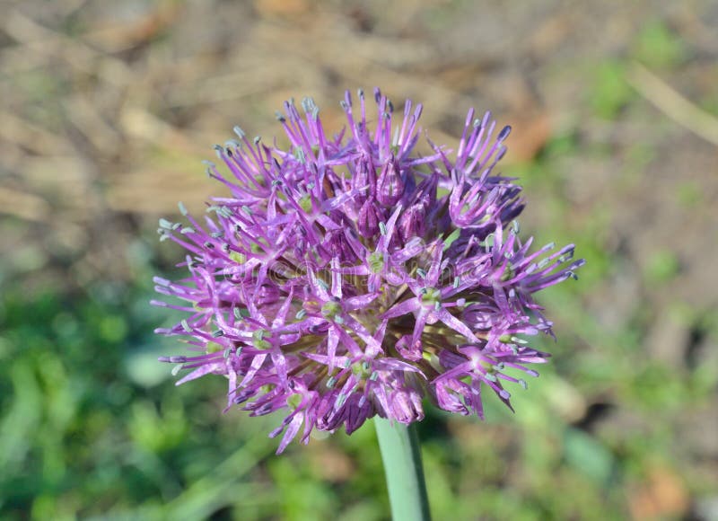 Blooming Garlic Growing in the Garden Summer. Plant and Flowers Stock ...