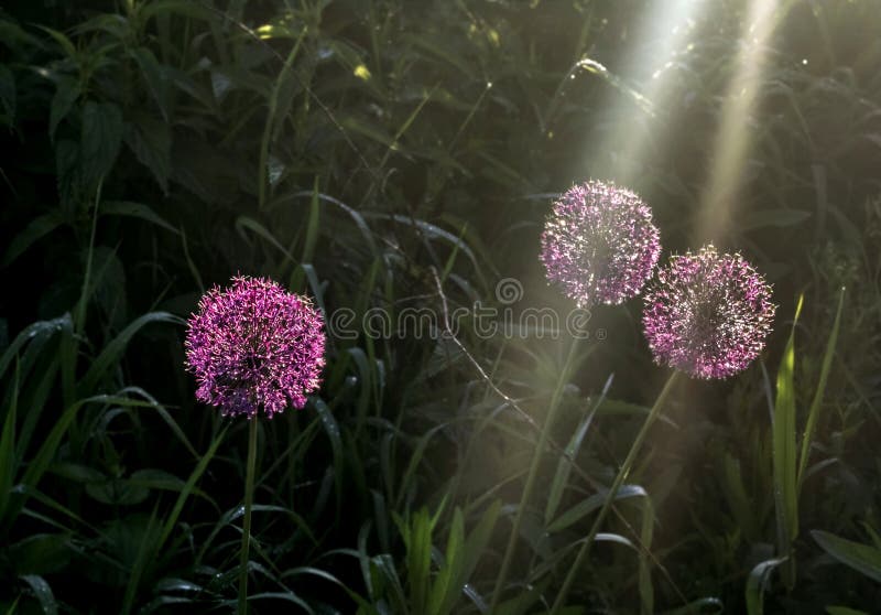 Blooming garlic in sun stock image. Image of floral, onion - 84840839