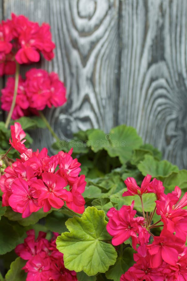 Blooming Geranium. Against the Background of Brushed Pine Boards ...