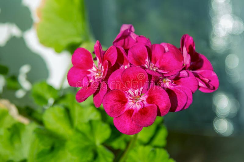Blooming geranium. stock photo. Image of green, geranium - 90291392