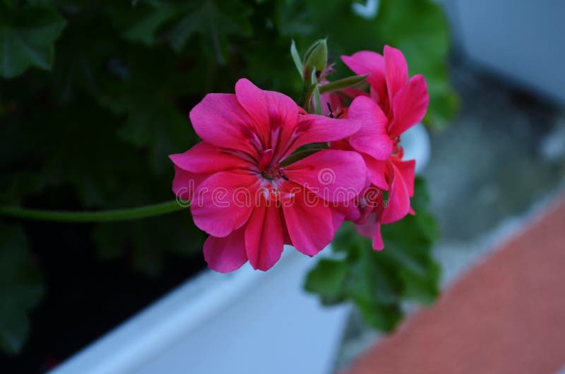 Blooming Geranium Bright Colors Close Up Stock Photo - Image of ...