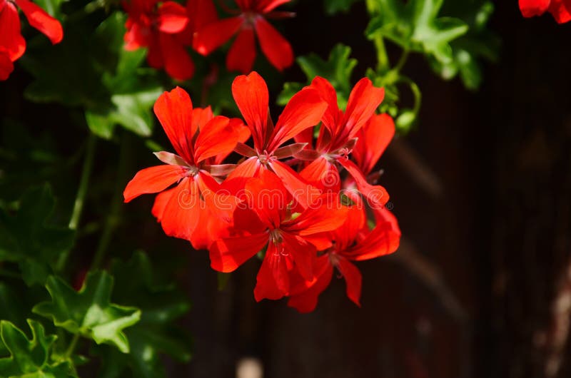Blooming Geranium Bright Colors Close Up Stock Photo - Image of ...