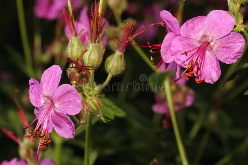 Blooming geranium close-up stock photo. Image of texture - 55816446