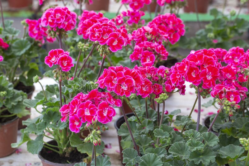 Blooming Geranium Flower Varios Colors Stock Photo - Image of natural ...