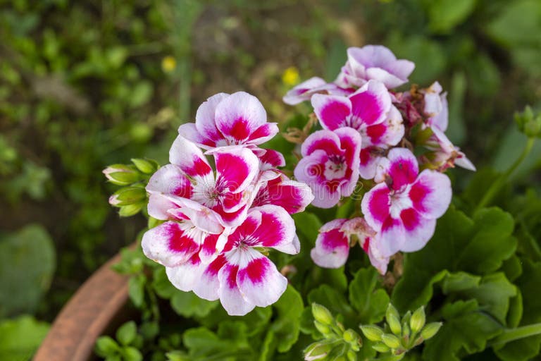 Blooming Geranium Flower Varios Colors Stock Image - Image of flora ...