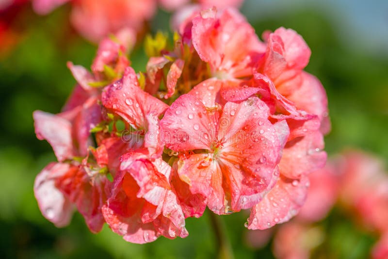 Blooming Geranium Varios Colors Stock Image - Image of flower, bloom ...