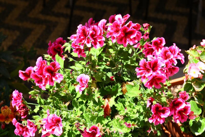 Blooming Geraniums in Front of the Restaurant Stock Image - Image of ...