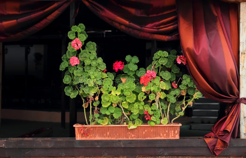 Blooming Geraniums in Window Stock Image - Image of street ...