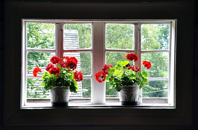 Geraniums on window stock photo. Image of nature, botanical - 957166
