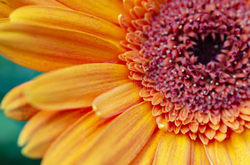 Blooming Gerbera Daisies Petal with Shallow Depth of Field Stock Photo ...