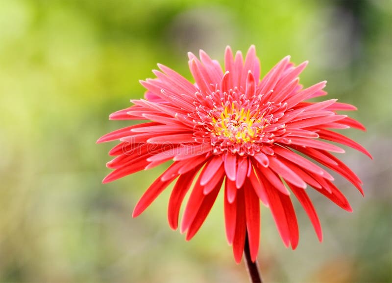 Blooming Gerbera Flower stock image. Image of natural - 24019939