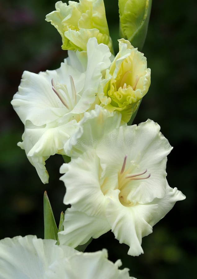 Blooming Gladiolus on Natural Dark Background Stock Image - Image of ...