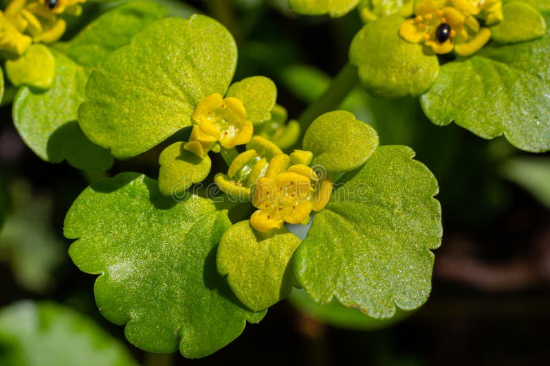Blooming Golden Saxifrage Chrysosplenium Alternifolium with Soft Edges ...