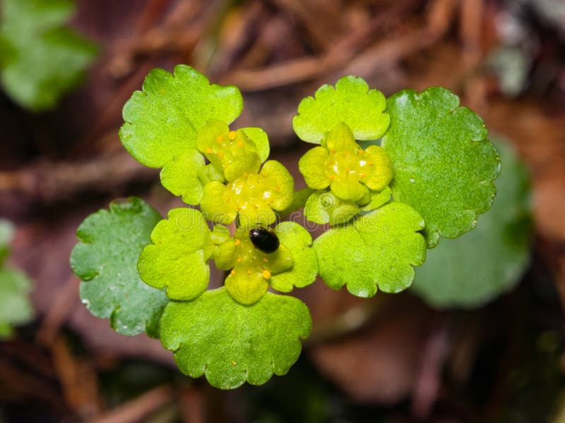Blooming Golden Saxifrage Chrysosplenium Alternifolium with Soft Edges ...