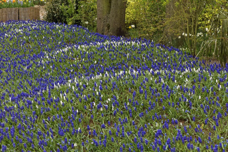 Blooming Grape Hyacinth Field Stock Image - Image of blossom, flower ...