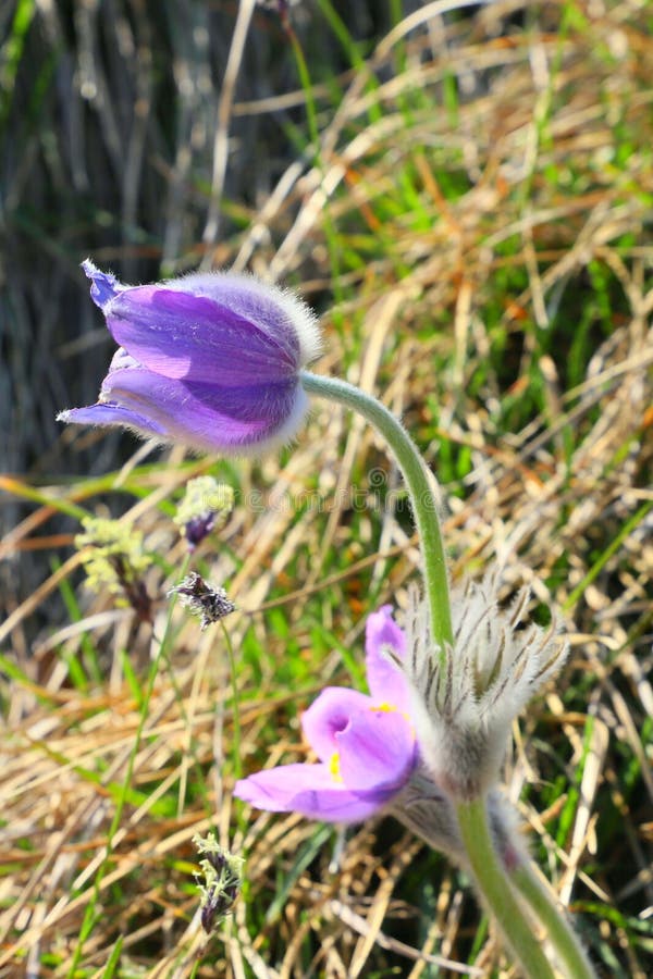 Pasque Flowers on Spring Field. Photo Pulsatilla Grandis with Nice ...