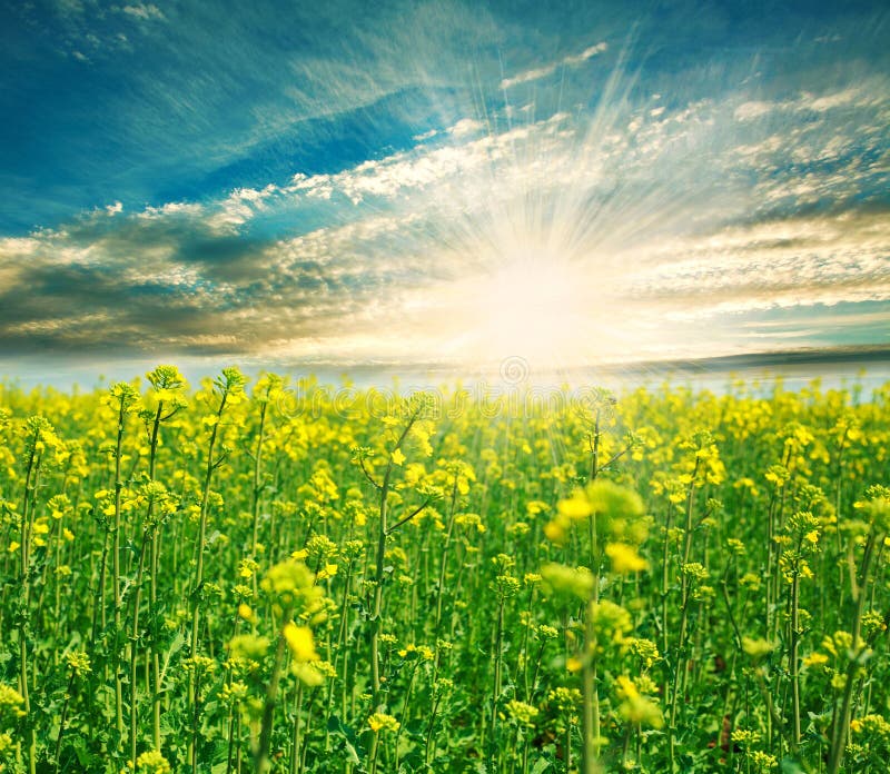 Blooming Green Field on a Background of the Rising Sun Stock Photo ...