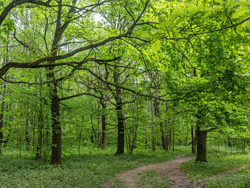 Blooming Green Foliage in an Oak Grove Stock Photo - Image of color ...