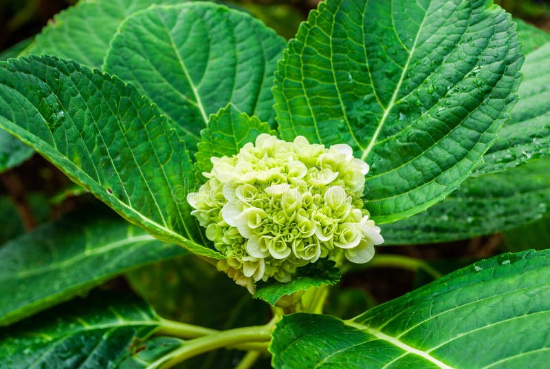 Blooming of while Green Hydrangea Stock Photo - Image of outdoor ...