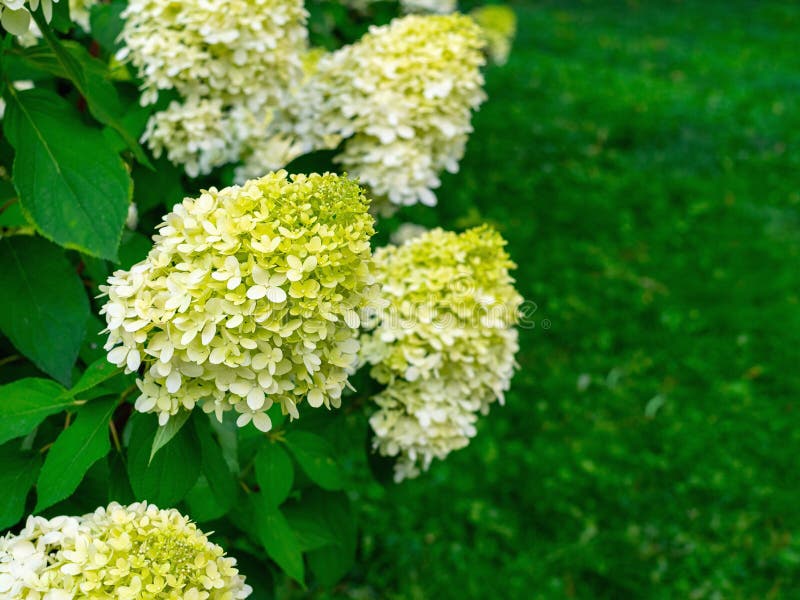 Blooming Green Hydrangea on a Bush Close-up Stock Photo - Image of ...