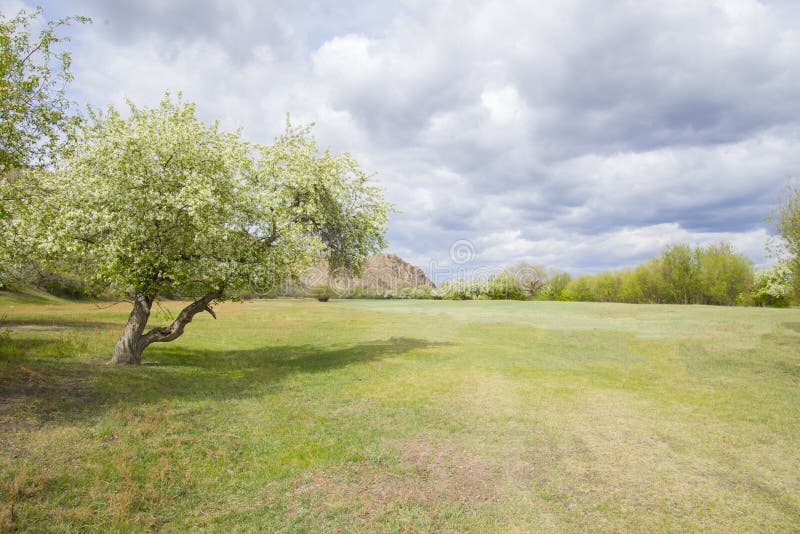 Blooming, Green Meadow with Lush Grass. Stock Photo - Image of journey ...