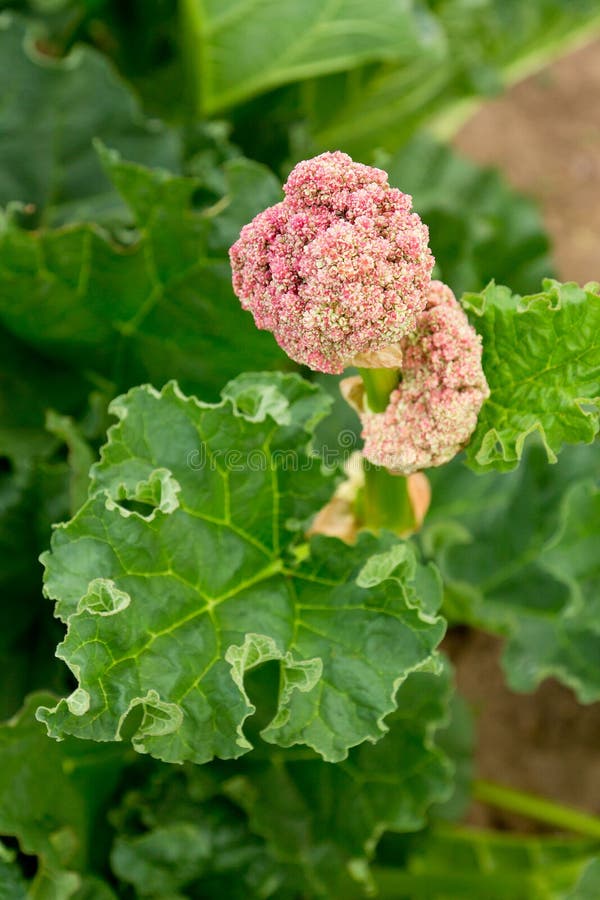 Green Rhubarb are in Blossom. Shallow Depth-of-field. Stock Photo ...