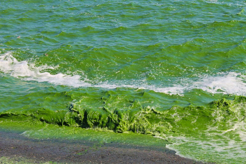Blooming green water stock image. Image of disaster, aquatic - 76679197