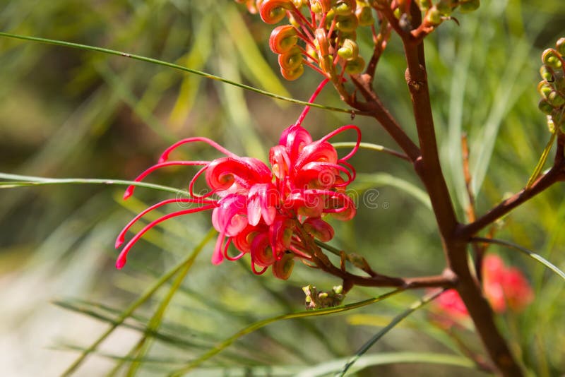 Red Native Grevillea Blooming Stock Image - Image of irrigation ...