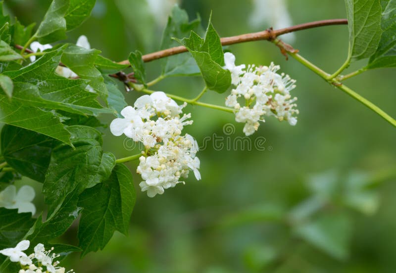 Blooming Guelder-rose, Viburnum Opulus Stock Photo - Image of closeup ...