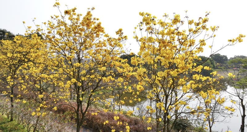 The Blooming Handroanthus Chrysanthus Stock Image - Image of ...