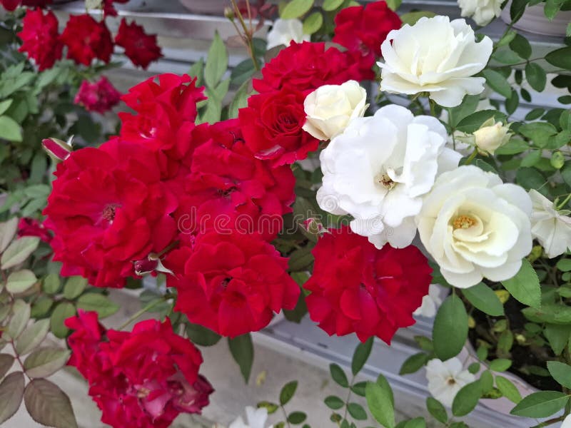 Blooming Harmony: Red and White Roses in Full Splendor Stock Image ...
