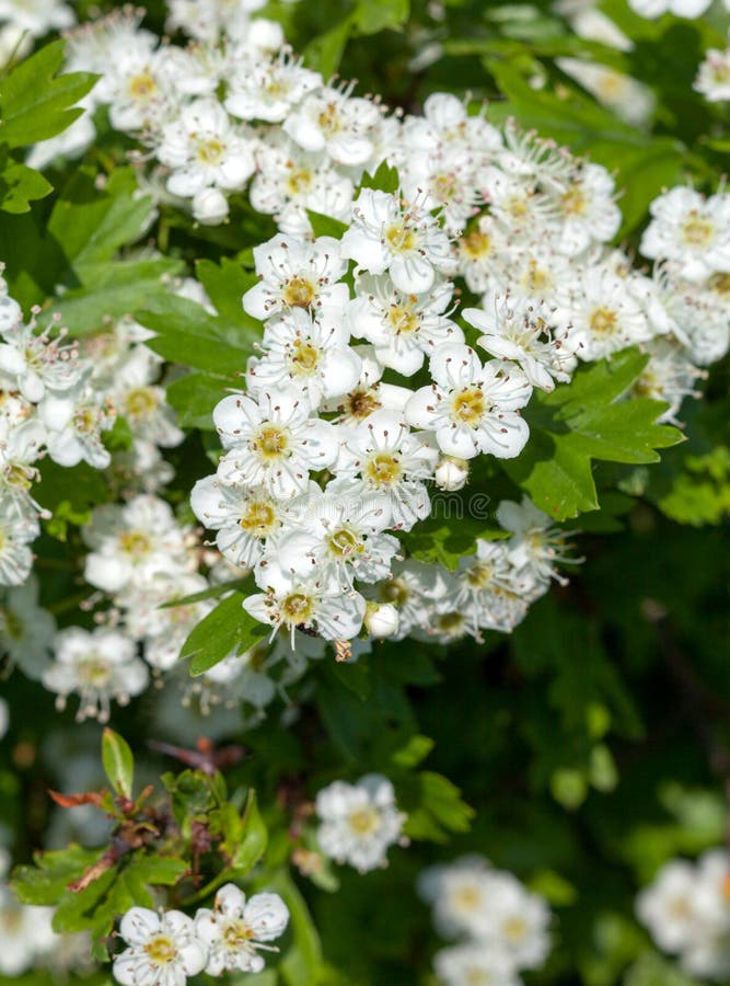Blooming Hawthorn in a Natural Environment Stock Photo - Image of ...