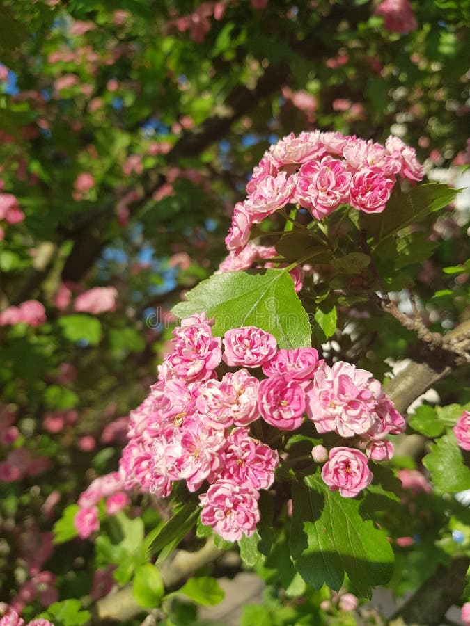 Blooming Hawthorn in Spring Stock Image - Image of flower, fresh: 151374687