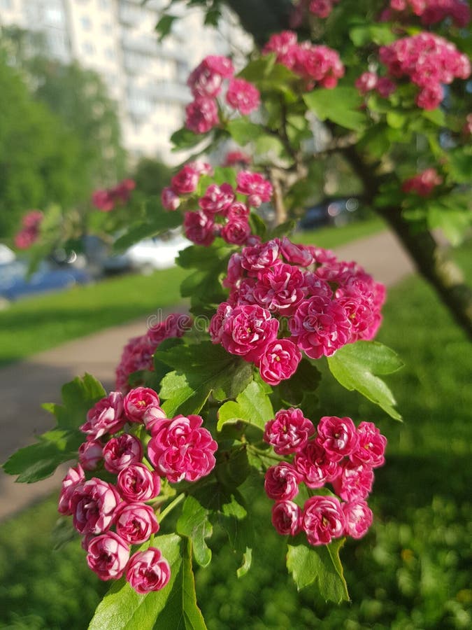 Blooming Hawthorn in Spring Stock Photo - Image of blossom, cluster ...