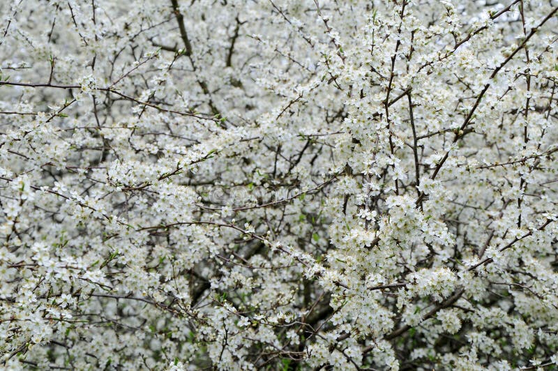 Blooming hawthorn tree stock image. Image of shrub, branch - 15251945